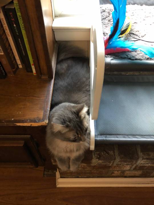 Meatloaf Cat Meme