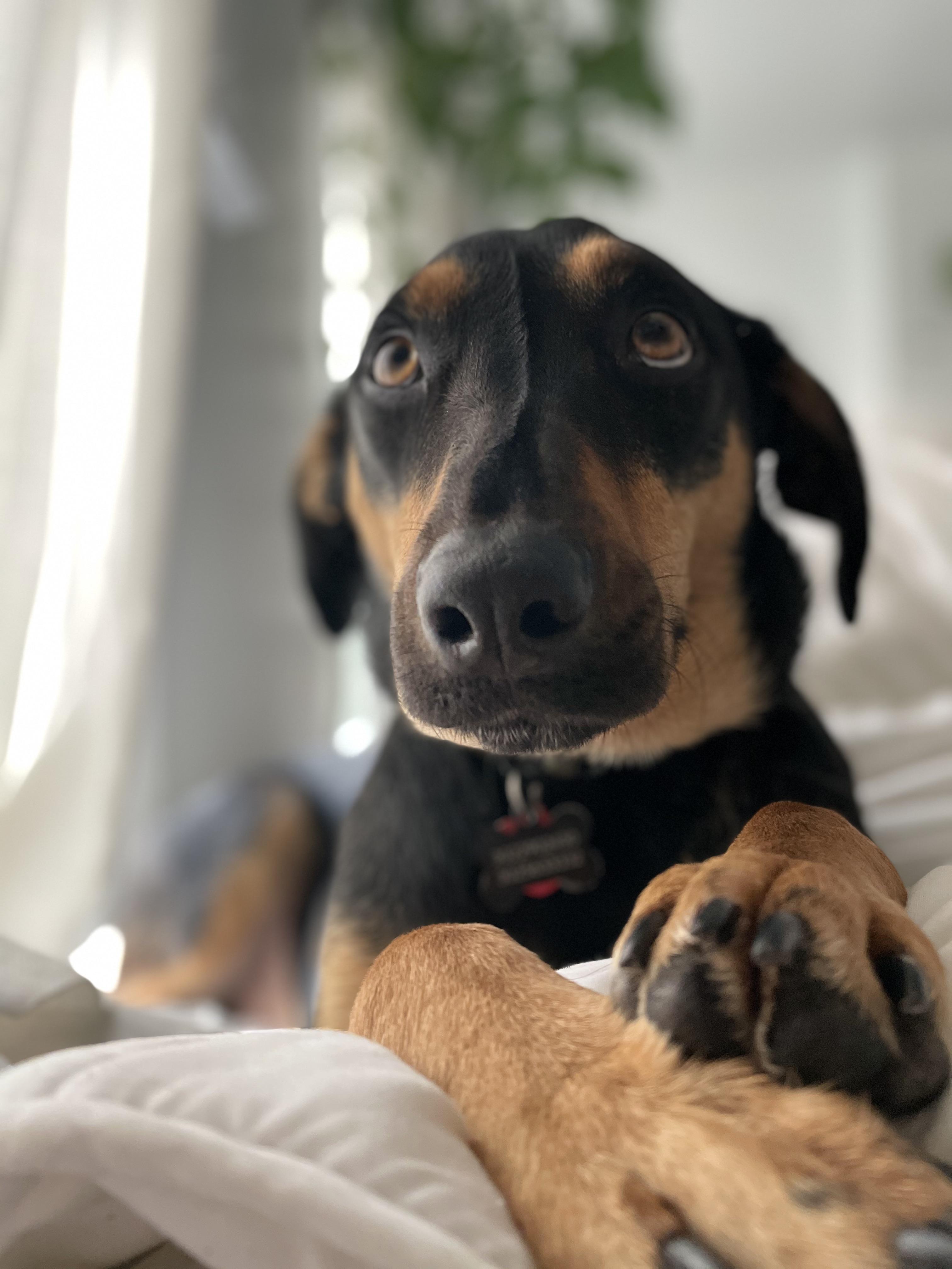 Why Do Puppy Dog Eyes Work